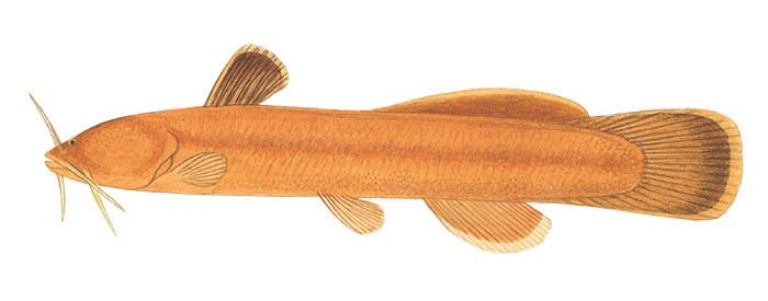 퉁사리(Bull-head torrent catfish). Liobagrus obesus