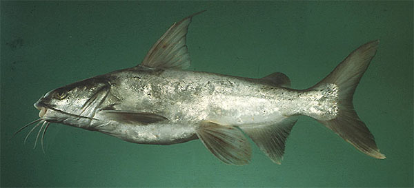 바다동자개(Spotted catfish). Arius maculatus