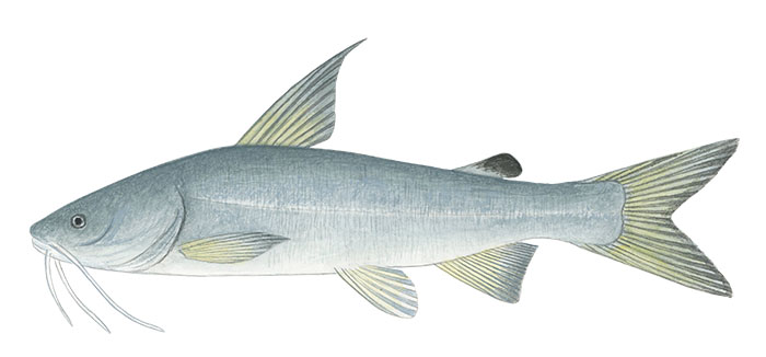바다동자개(Spotted catfish). Arius maculatus