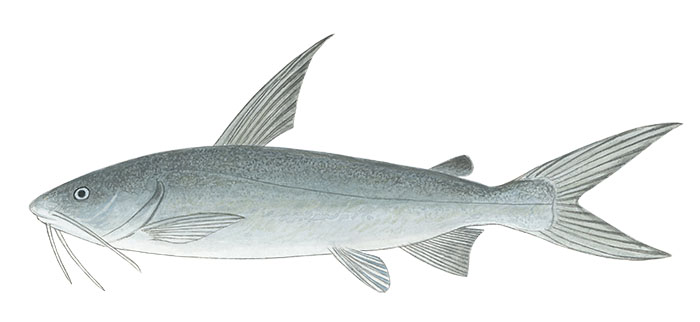 큰바다동자개(Giant catfish). Netuma thalassina
