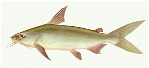 큰바다동자개(Giant catfish). Netuma thalassina