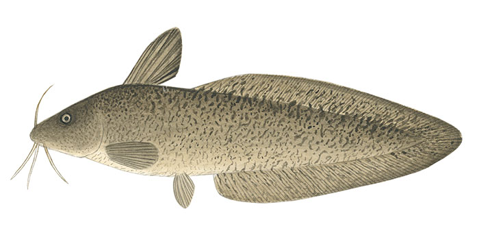 민물쏠종개(Freshwater catfish). Tandanus tandanus