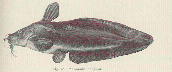 민물쏠종개(Freshwater catfish). Tandanus tandanus