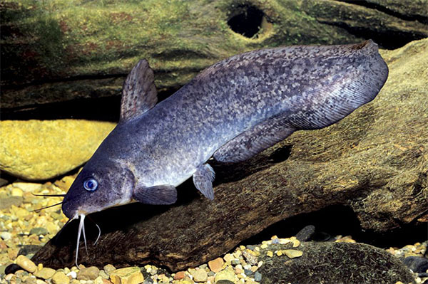 민물쏠종개(Freshwater catfish). Tandanus tandanus