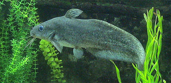 민물쏠종개(Freshwater catfish). Tandanus tandanus