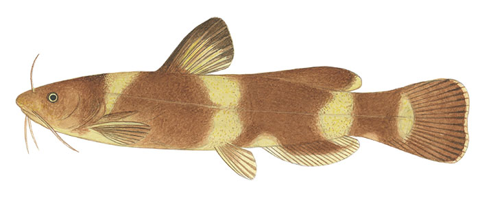 꼬치동자개(Korean stumpy bullhead). Pseudobagrus brevicorpus