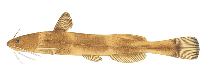 눈동자개(Black bullhead). Pseudobagrus koreanus