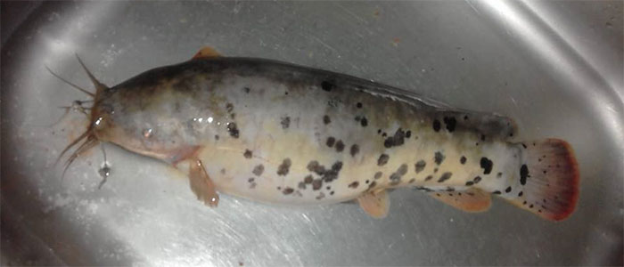 전기메기과 Family Malapteruridae(electric catﬁshes).