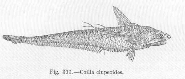 싱어(Osbeck's grenadier anchovy). Coilia mystus