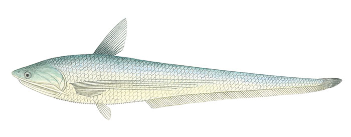 웅어(Japanese grenadier anchovy). Coilia nasus