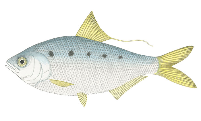 조선전어(Chinese gizzard shad). Clupanodon thrissa
