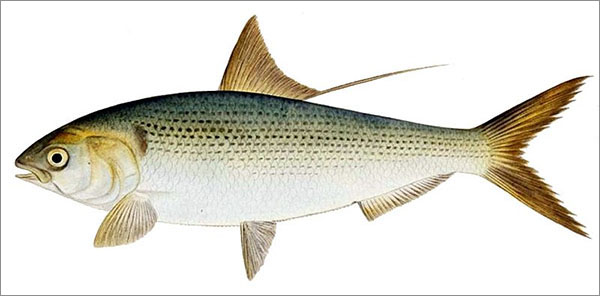 전어(Dotted gizzard shad). Konosirus punctatus