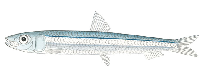 샛줄멸(Silver-stripe round herring). Spratelloides gracilis