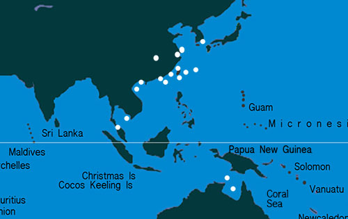 납작전어(Reeves shad). Tenualosa reevesii