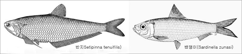 반지(Common hairfin anchovy). Setipinna tenuifilis