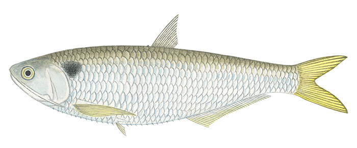 풀반지(Hamilton's thryssa). Thryssa hamiltonii