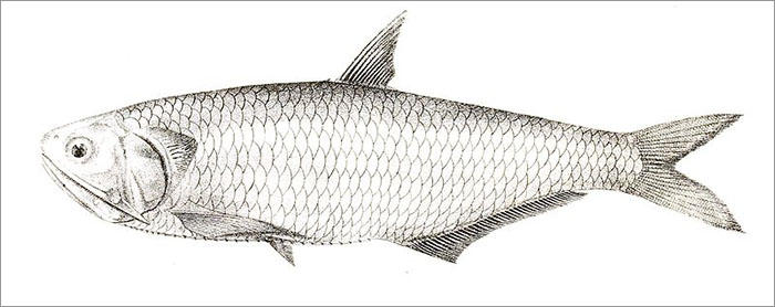 풀반지(Hamilton's thryssa). Thryssa hamiltonii