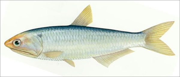 청멸(Kammal thryssa). Thryssa kammalensis