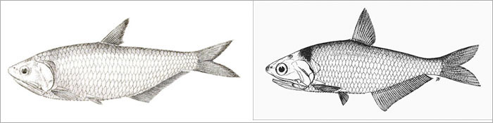 청멸(Kammal thryssa). Thryssa kammalensis