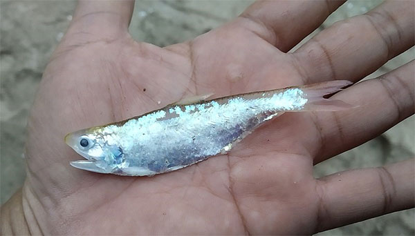 청멸(Kammal thryssa). Thryssa kammalensis