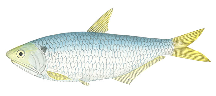 청멸(Kammal thryssa). Thryssa kammalensis