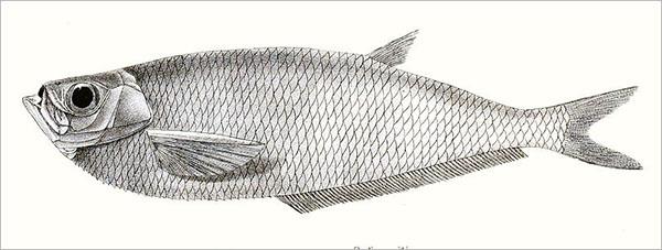 준치과 Family Pristigasteridae(Pristigasterids).