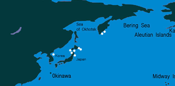 날빙어(Japanese surf smelt). Hypomesus japonicus