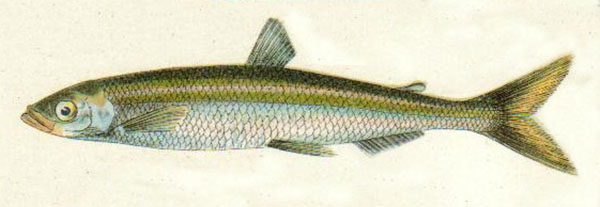 날빙어(Japanese surf smelt). Hypomesus japonicus