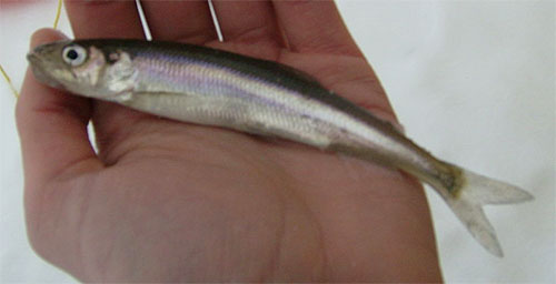 바다빙어(Rainbow smelt). Osmerus mordax