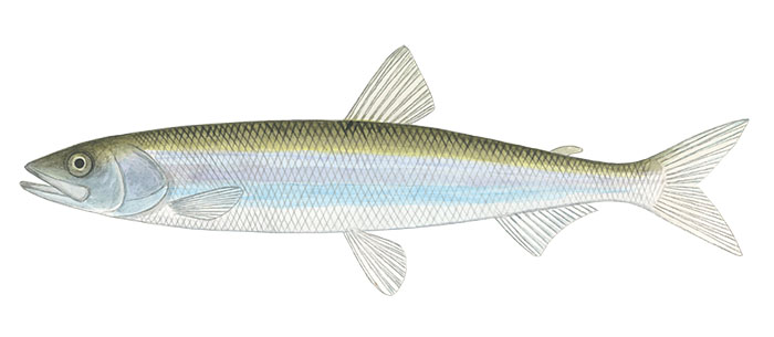 바다빙어(Rainbow smelt). Osmerus mordax