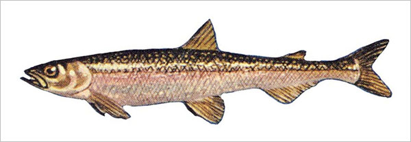바다빙어(Rainbow smelt). Osmerus mordax