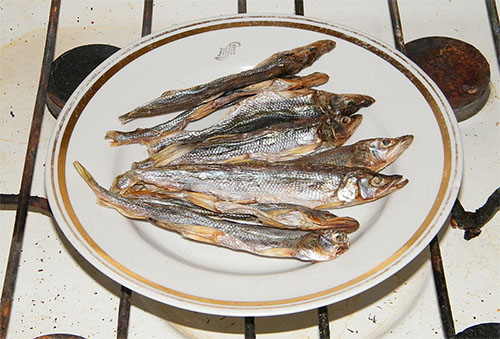 바다빙어(Rainbow smelt). Osmerus mordax