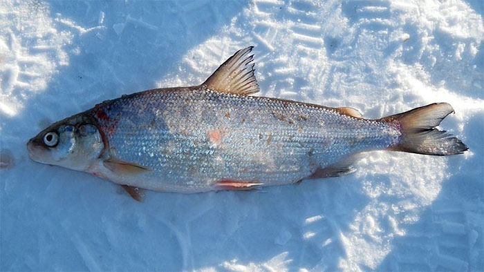 우레기(Amur whitefish). Coregonus ussuriensis
