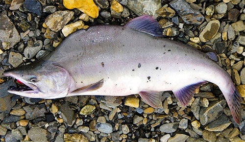 곱사연어(Pink salmon). Oncorhynchus gorbuscha
