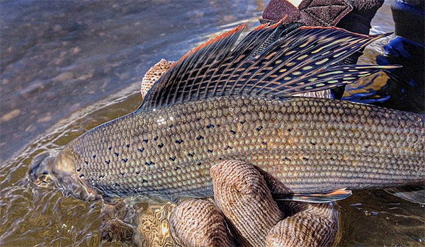 살기(또는 사루기/Yalu grayling). Thymallus articus yaluensis