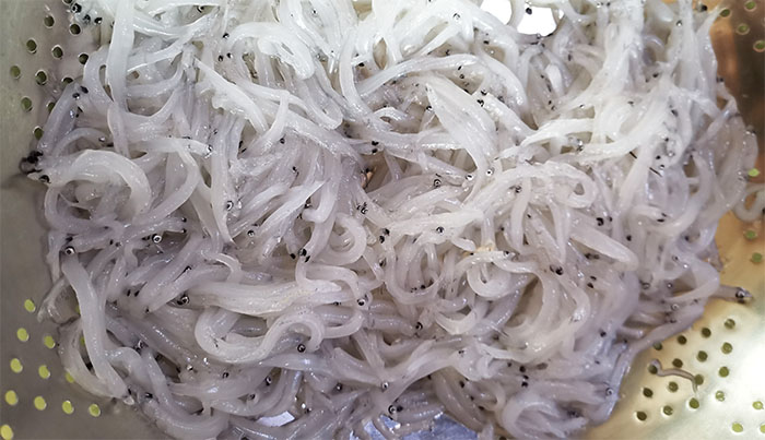 뱅어과 Family Salangidae(Icefishes or noodlefishes).