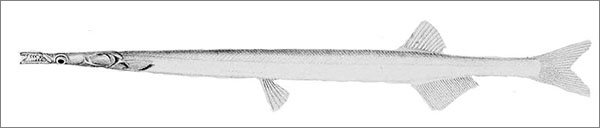 뱅어과 Family Salangidae(Icefishes or noodlefishes).