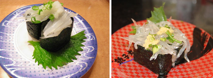 뱅어과 Family Salangidae(Icefishes or noodlefishes).