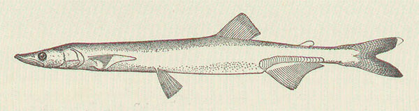 뱅어과 Family Salangidae(Icefishes or noodlefishes).