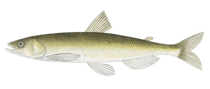 시샤모빙어(shishamo smelt). Spirinchus lanceolatus