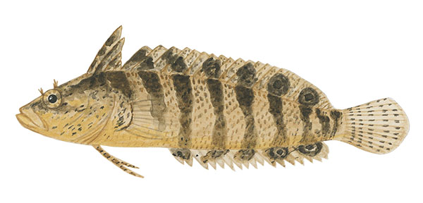 마블드블레니(Marbled blenny). Paraclinus marmoratus