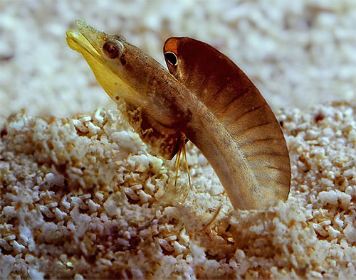 옐로훼이스 파이크블레니(Yellowface pike blenny). Chaenopsis limbaughi