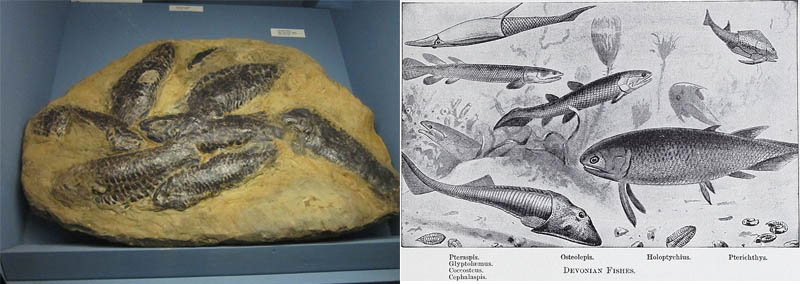 홀로프티키우스 플레민기(Holoptychius flemingi).