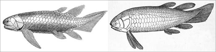 홀로프티키우스 플레민기(Holoptychius flemingi).