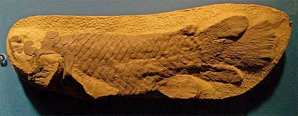 홀로프티키우스 플레민기(Holoptychius flemingi).