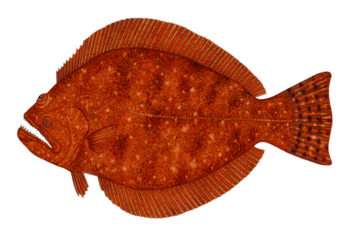 점무늬꼬리 가시넙치(Spottail spiny turbot). Psettodes belcheri