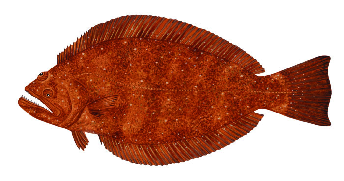 가시넙치(스파인이 투르보트/Spiny turbot). Psettodes bennettii