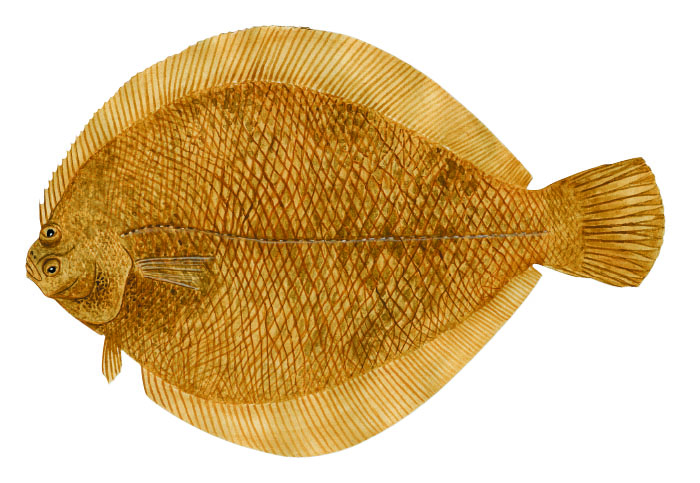 프린지드 플라운더(Fringed flounder). Etropus crossotus