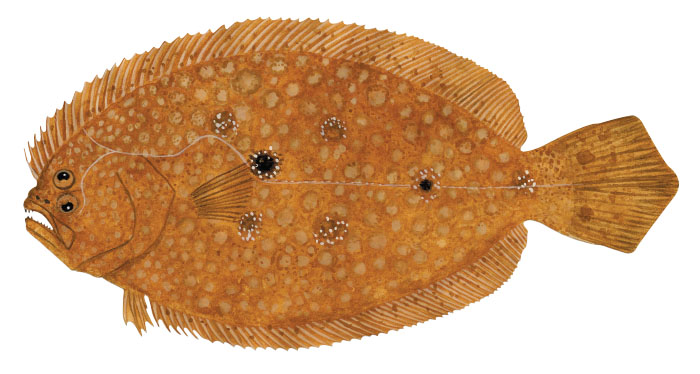 라지투스 플라운더(Largetooth flounder). Pseudorhombus arsius