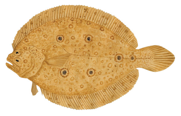 스몰투스 플라운더(Smalltooth flounder). Pseudorhombus jenynsii
